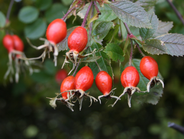 What is Rosehip and what does it do?